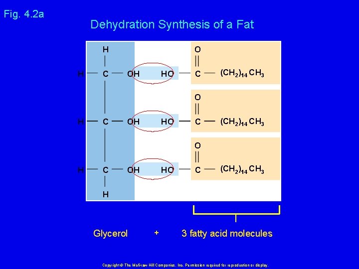 Anatomy and Physiology I Cellular Metabolism Instructor Mary