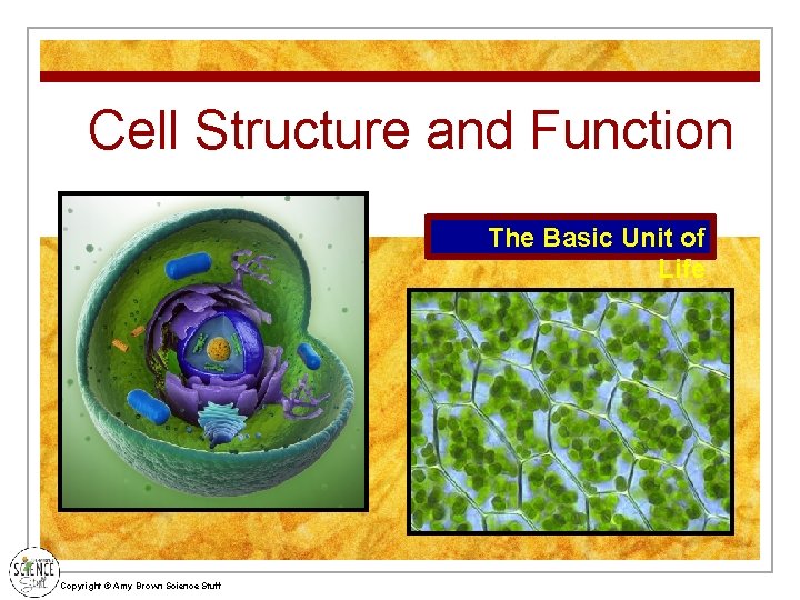 Cell Structure and Function The Basic Unit of