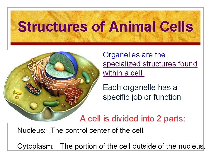 Cell Structure and Function The Basic Unit of