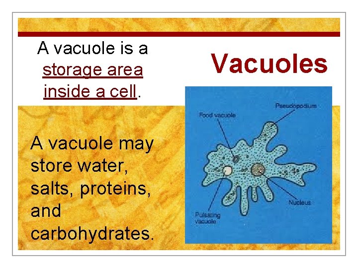 Cell Structure and Function The Basic Unit of