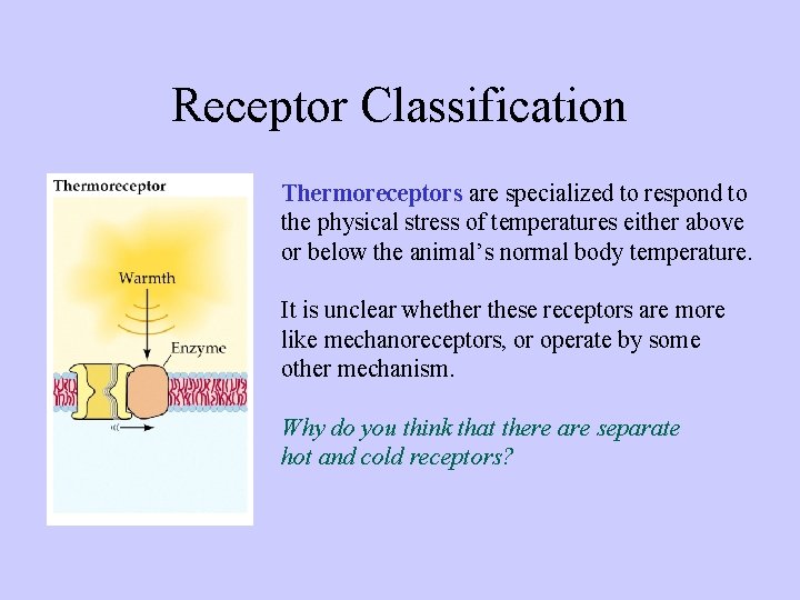 Sensory Systems The difference in perception between a