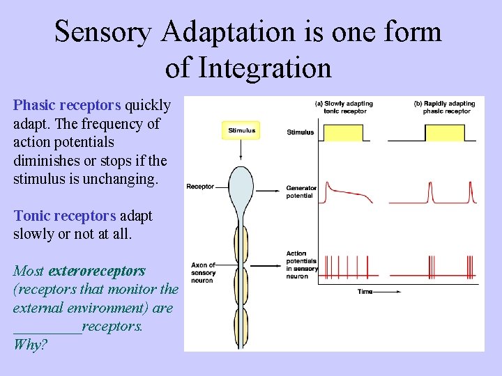 Sensory Systems The difference in perception between a