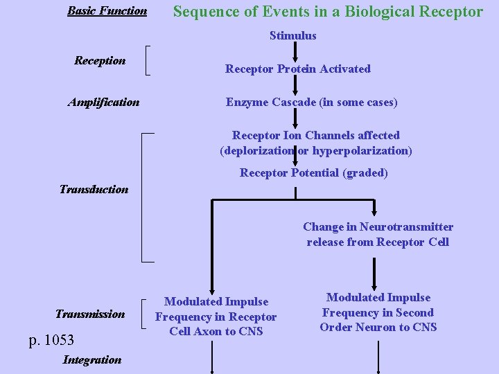 Sensory Systems The difference in perception between a