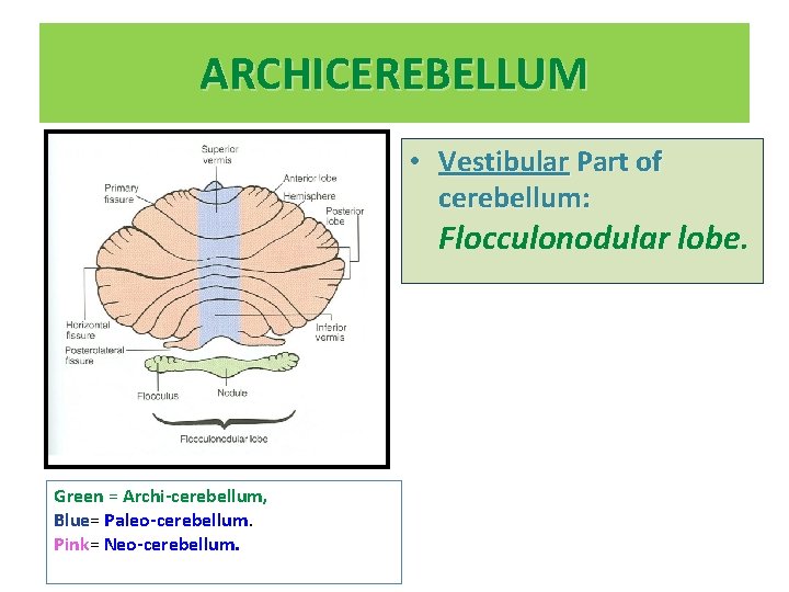 THE CEREBELLUM ITS RELEVANT CONNECTIONS Dr Sana a