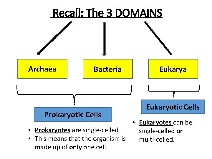 MICROBIO II A LITTLE REVIEW FIRST 1 What