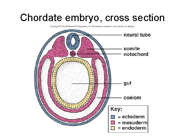 Chapter 22 Aging Fertilization Depolarization of the eggs