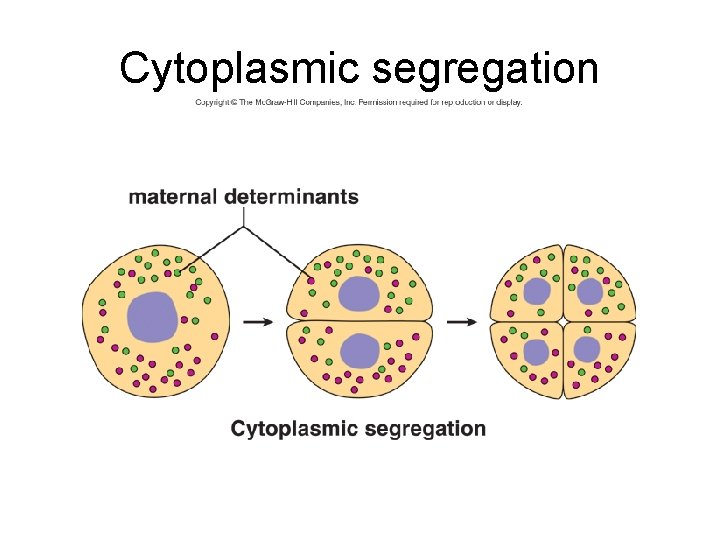 Chapter 22 Aging Fertilization Depolarization of the eggs