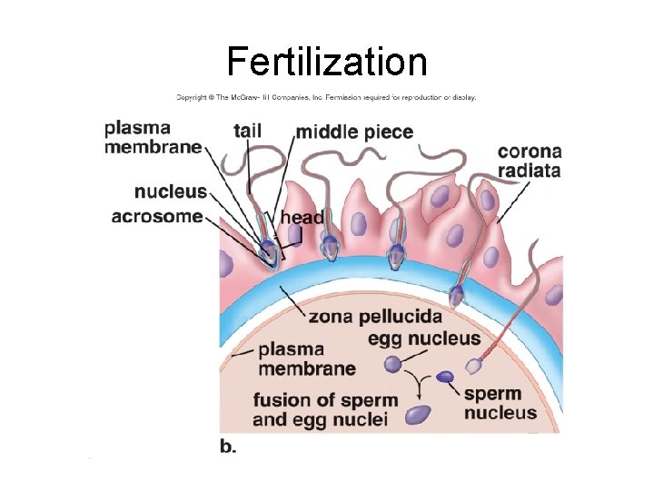 Chapter 22 Aging Fertilization Depolarization of the eggs