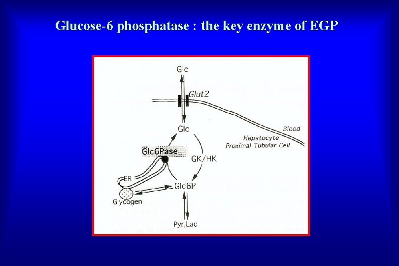 The new discoveries of Basic Researchers bile acids