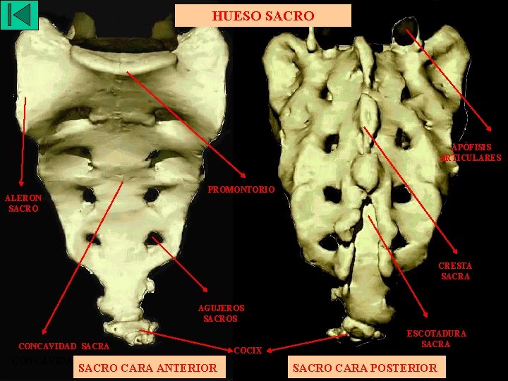 ESQUELETO AXIAL CRANEO TRAX ESQUELETO APENDICULAR CINTURA ESCAPULAR