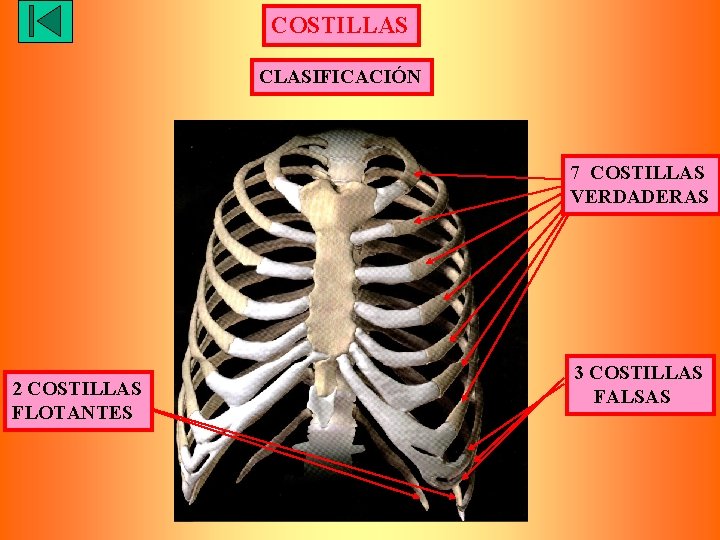 ESQUELETO AXIAL CRANEO TRAX ESQUELETO APENDICULAR CINTURA ESCAPULAR