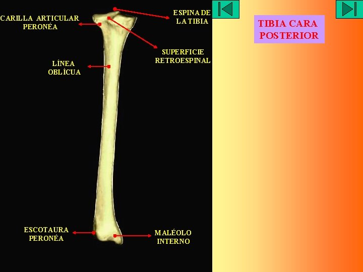 ESQUELETO AXIAL CRANEO TRAX ESQUELETO APENDICULAR CINTURA ESCAPULAR
