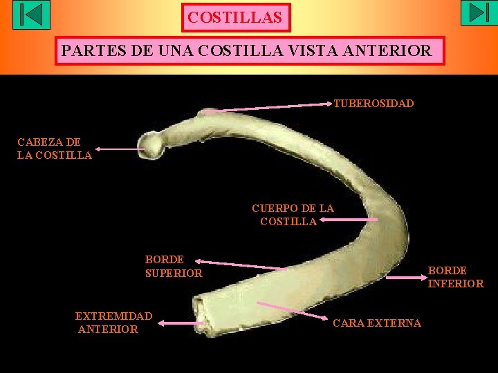 ESQUELETO AXIAL CRANEO TRAX ESQUELETO APENDICULAR CINTURA ESCAPULAR