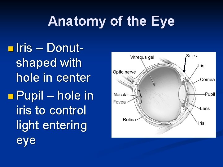 The Senses Vision Anatomy of the Eye n