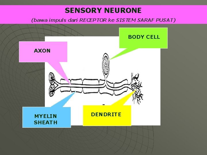 SENSORY NEURONE bawa impuls dari RECEPTOR ke SISTEM