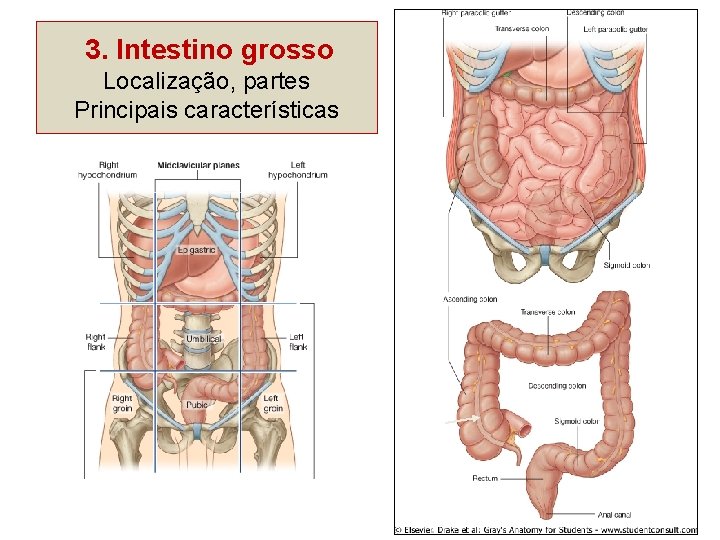 RNM 4000 ANATOMIA APLICADA NUTRIO Anatomia do intestino