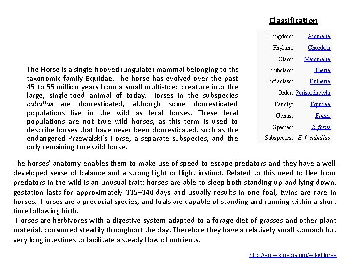 Horse Classification The Horse is a singlehooved ungulate