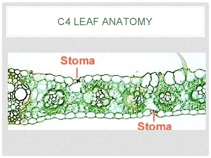 PHOTOSYNTHESIS PLANTS STEM AND LEAF ANATOMY PHOTOSYNTHESIS REQUIRES