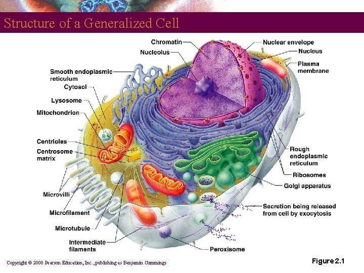 2 HUMAN ANATOMY Power Point Lecture Slides prepared