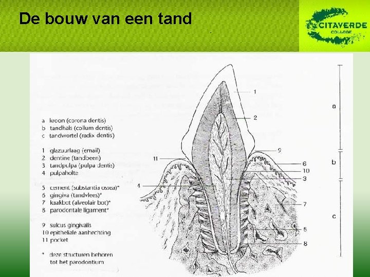Tandheelkunde Bouw en functie gebit Klas 4 4
