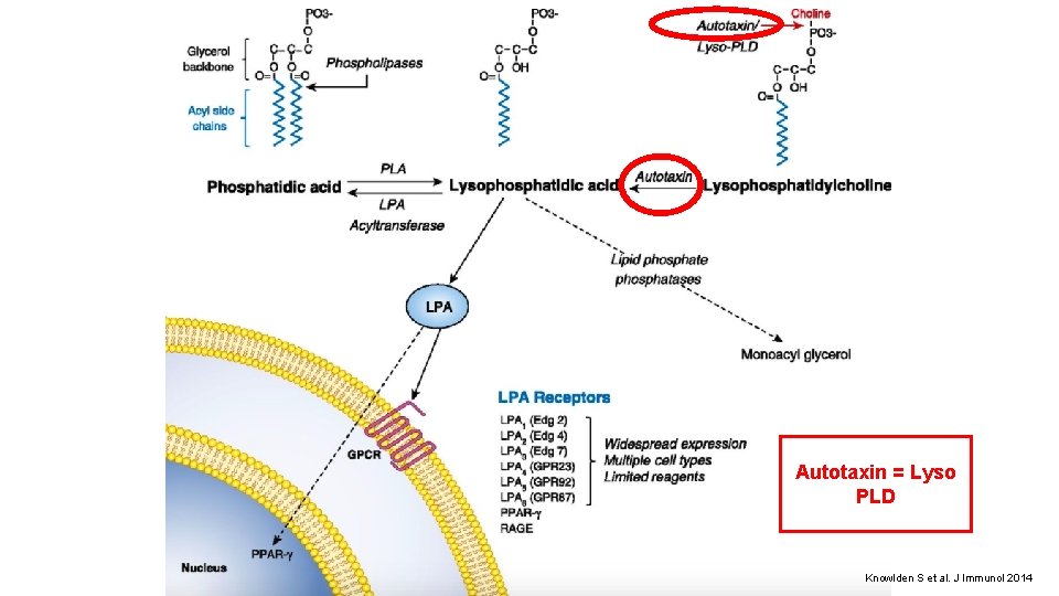 Journal Club Hepatology University Clinic for Visceral Surgery