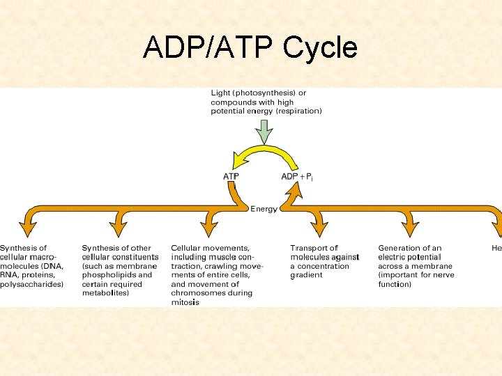 Cellular Metabolism ATP adenosine triphosphate ADP adenosine diphosphate