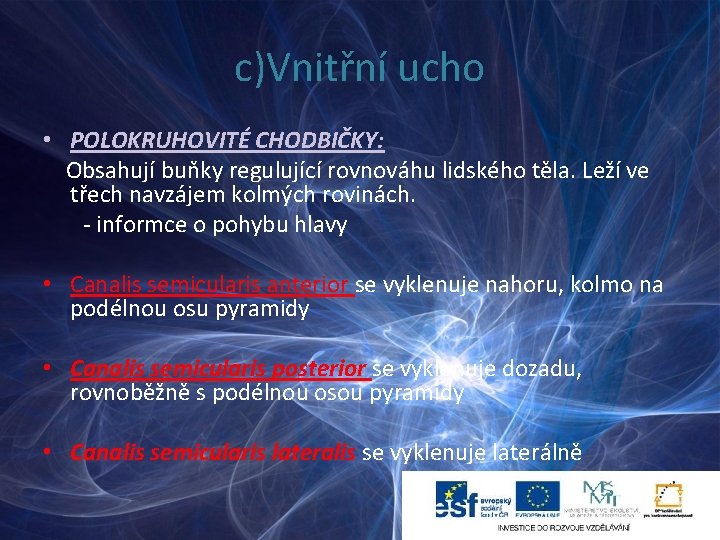 ANATOMIE SLUCHOVHO STROJ Organum auditum 1 zevn ucho