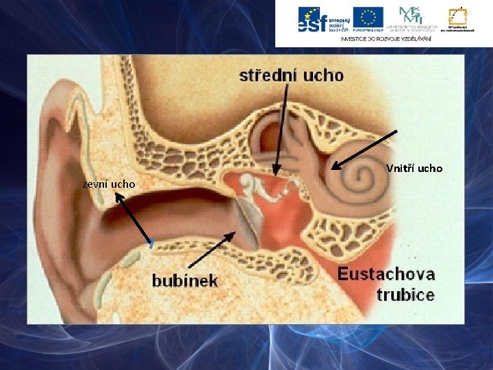 ANATOMIE SLUCHOVHO STROJ Organum auditum 1 zevn ucho