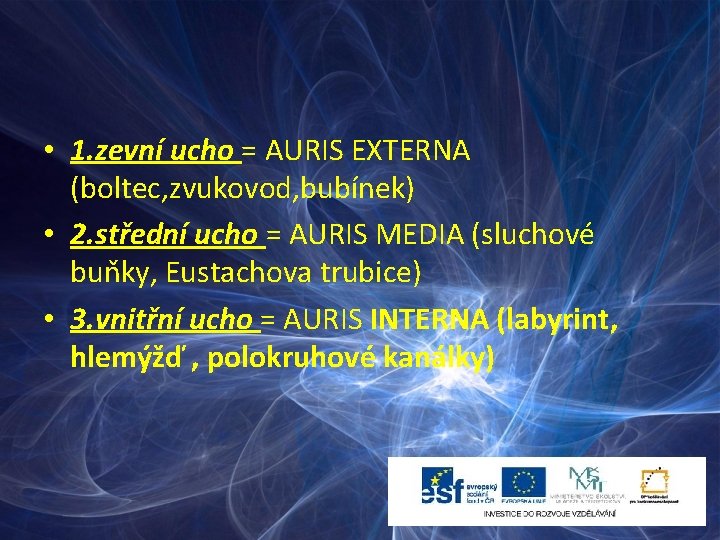 ANATOMIE SLUCHOVHO STROJ Organum auditum 1 zevn ucho