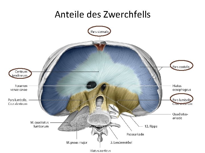Makroskopische Anatomie und Entwicklung des Zwerchfells Dr Arnold
