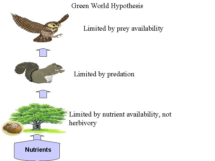 What controls the productivity and abundance of plants