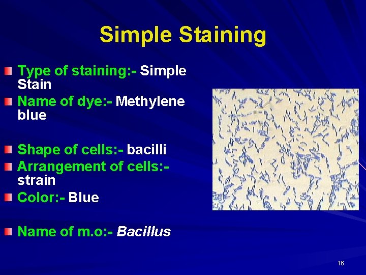 381 PHT Lab 2 1 2 Staining of