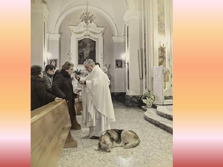 PERRO FIEL JOSE LUIS Perro que va a