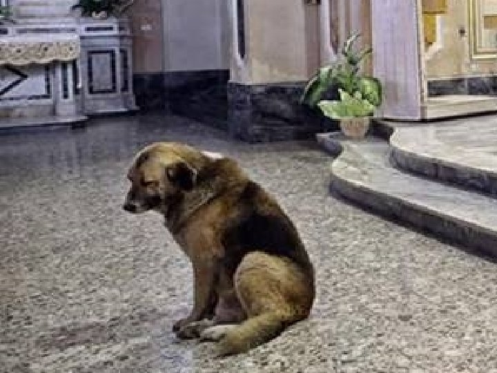 PERRO FIEL JOSE LUIS Perro que va a