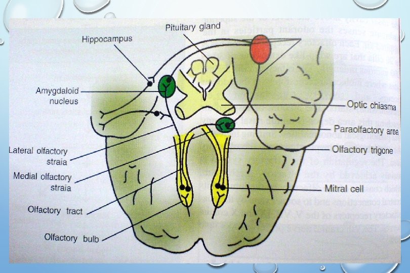PHYSIOLOGY OF NOSE AND PNS Functions of the