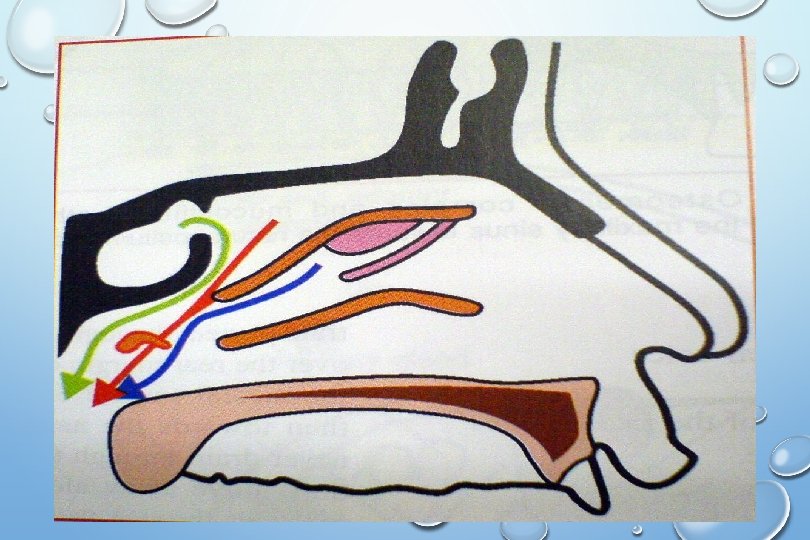 PHYSIOLOGY OF NOSE AND PNS Functions of the