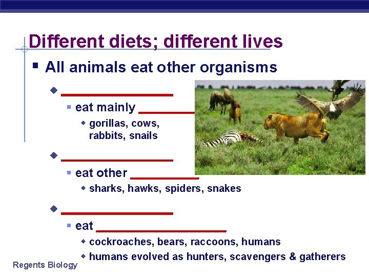 Animal Nutrition Human Digestion AP Biology 2006 2007