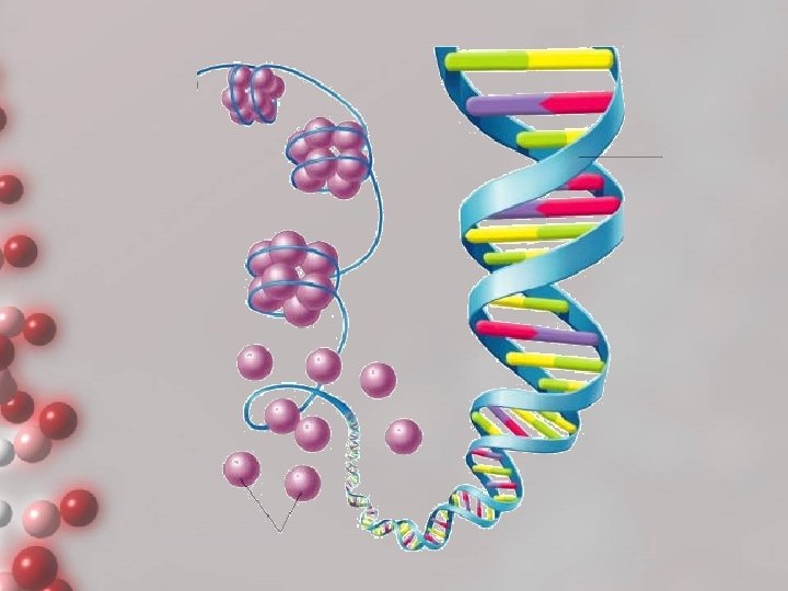 DNA and RNA Deoxyribonucleic acid DNA is made