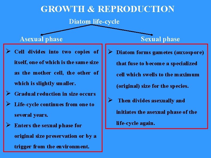 GROWTH REPRODUCTION Diatom lifecycle Asexual phase Cell divides