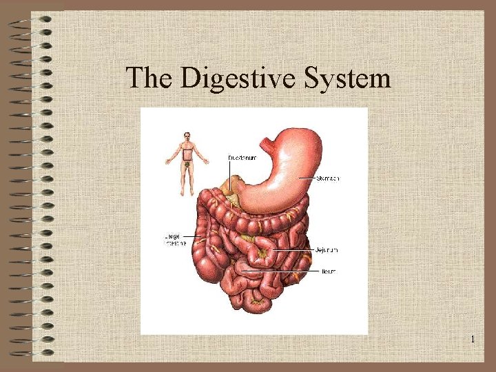 The Digestive System 1 Digestion Processing of food