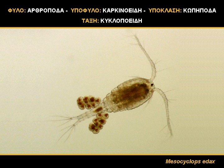 ROTIFERA ROTATORIA Brachionus angularis ROTIFERA ROTATORIA Asplanchna ...