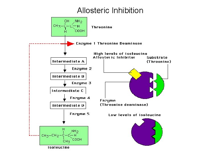 Metabolism Energy and Enzymes Chapter Outline I Cells