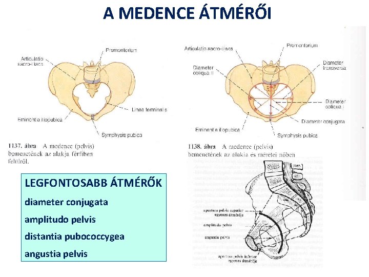 A MEDENCE SZERKEZETE Szalagai zletei tmri Dr Szkely