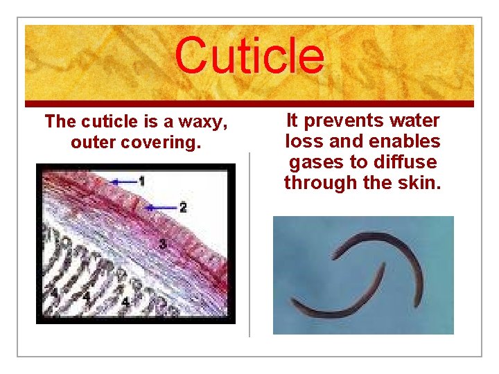 The Phylum Annelida Amy Brown Science Stuff This