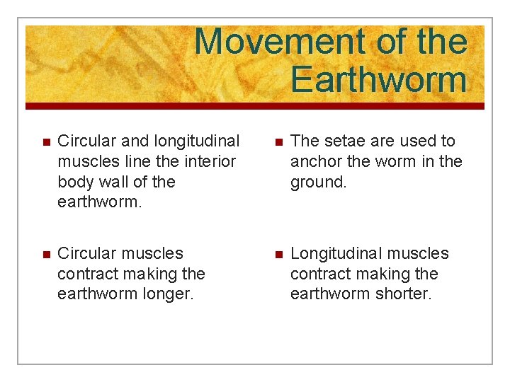 The Phylum Annelida Amy Brown Science Stuff This