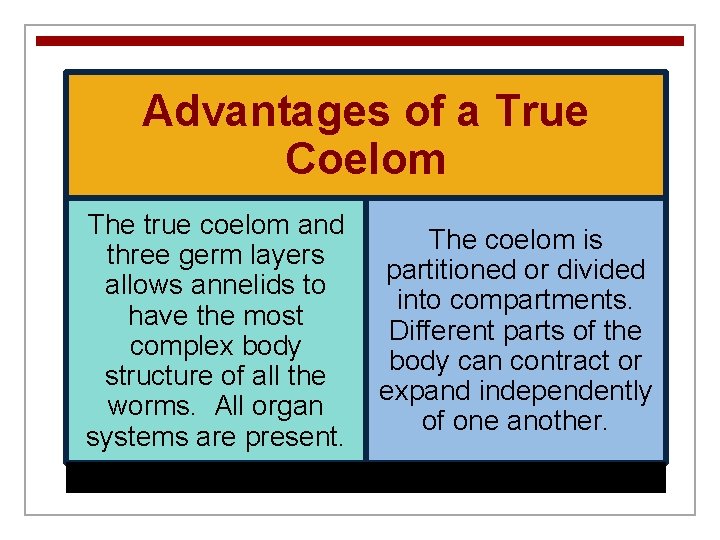 The Phylum Annelida Amy Brown Science Stuff This