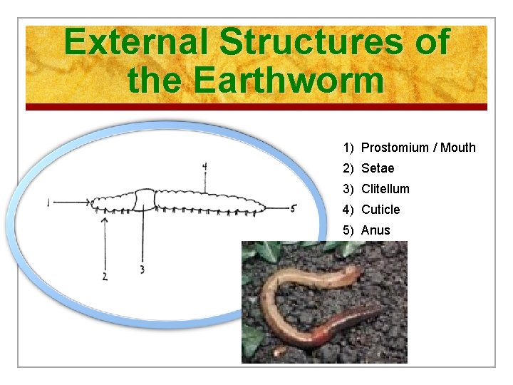The Phylum Annelida Amy Brown Science Stuff This