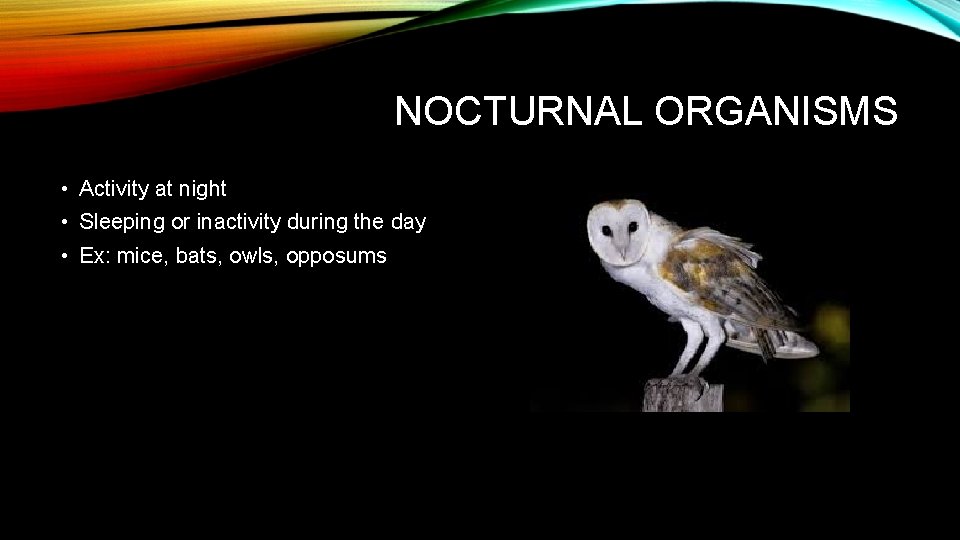 WHEN ANIMALS ARE OUT AND ABOUT C E