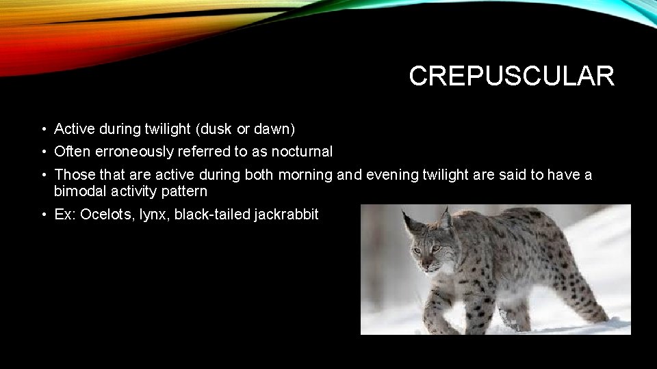 WHEN ANIMALS ARE OUT AND ABOUT C E