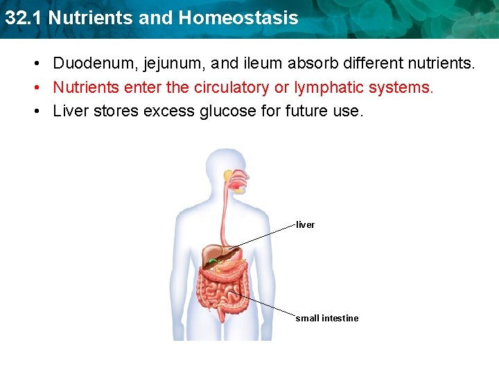 32 1 Nutrients and Homeostasis KEY CONCEPT Cells